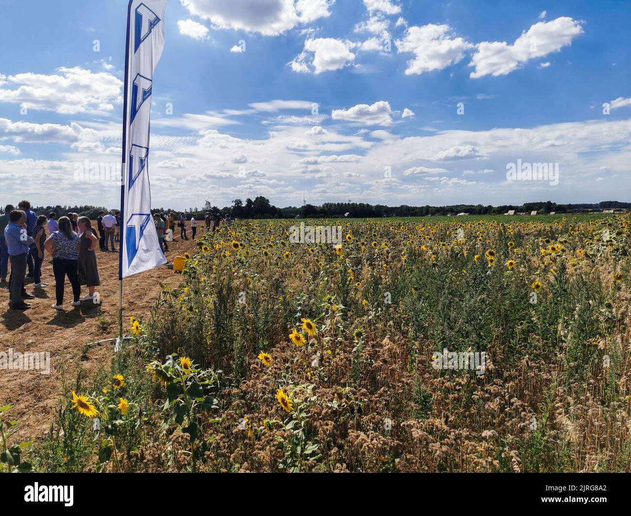 Illustration picture shows 'The Raffinerie Tirlemontoise' who has laid ...