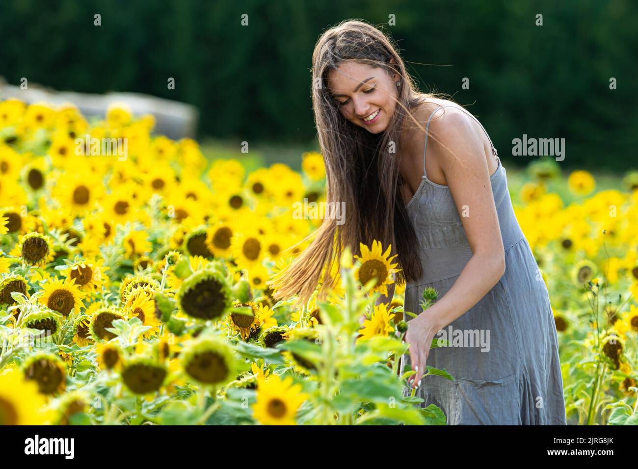 portrait of a beautiful brunette woman in a linen country style dress ...