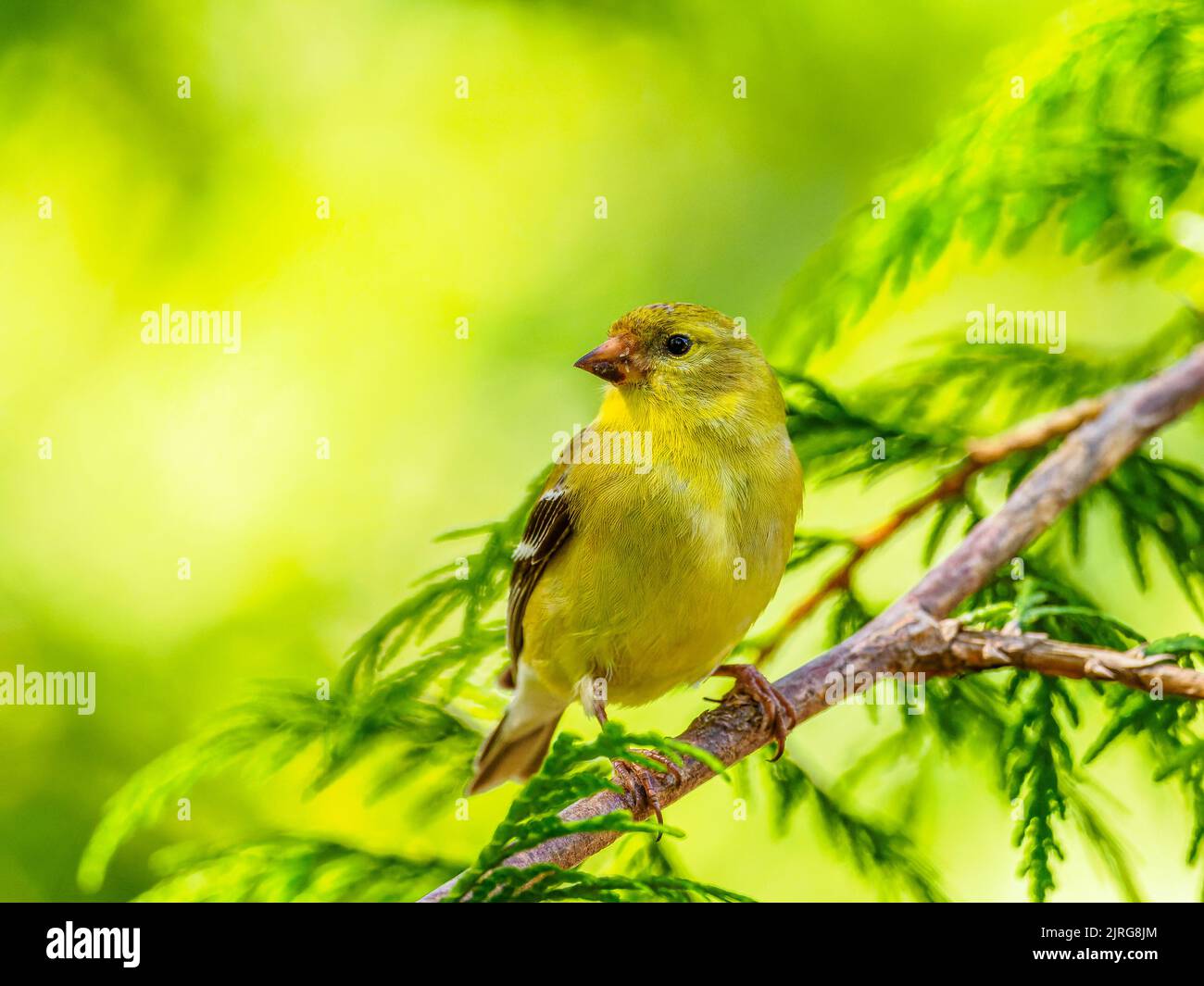 A female American Goldfinch (Spinus tristis) perched in a cedar tree ...