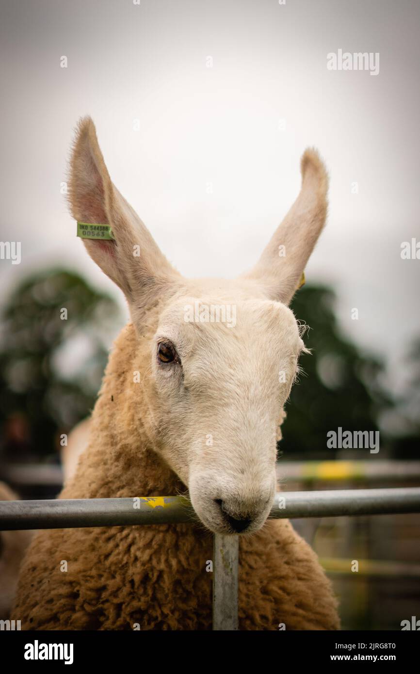 Border leicester sheep hi-res stock photography and images - Alamy