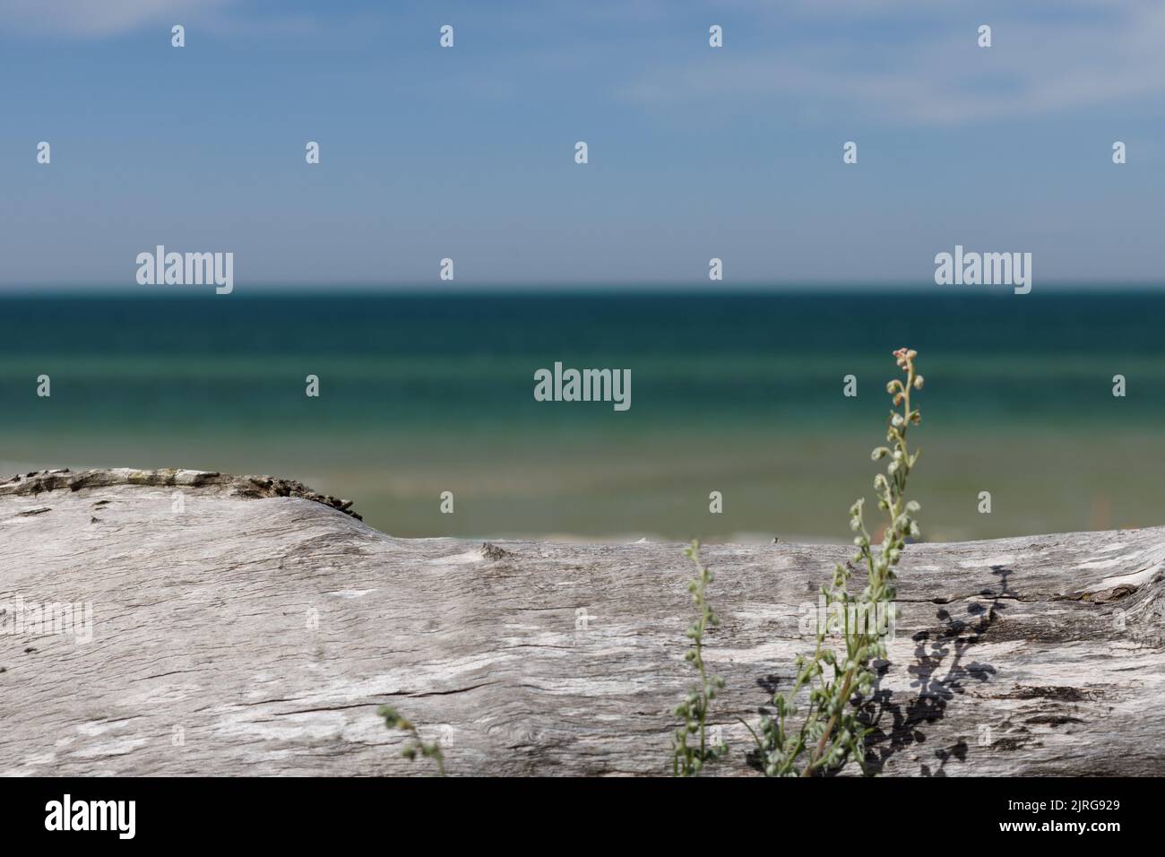 A wooden bough, a branch against the sea. Can be used as a mock up to ...