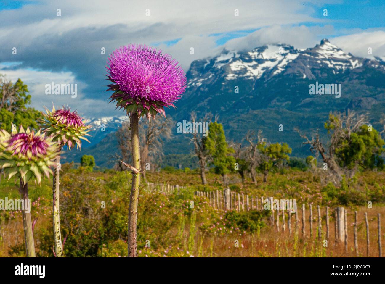 Chile flora hi-res stock photography and images - Alamy