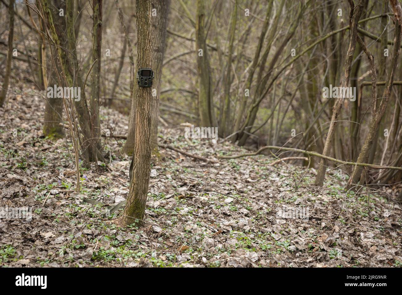 Small game camera attached to a thin tree in spring forest. Miniature ...