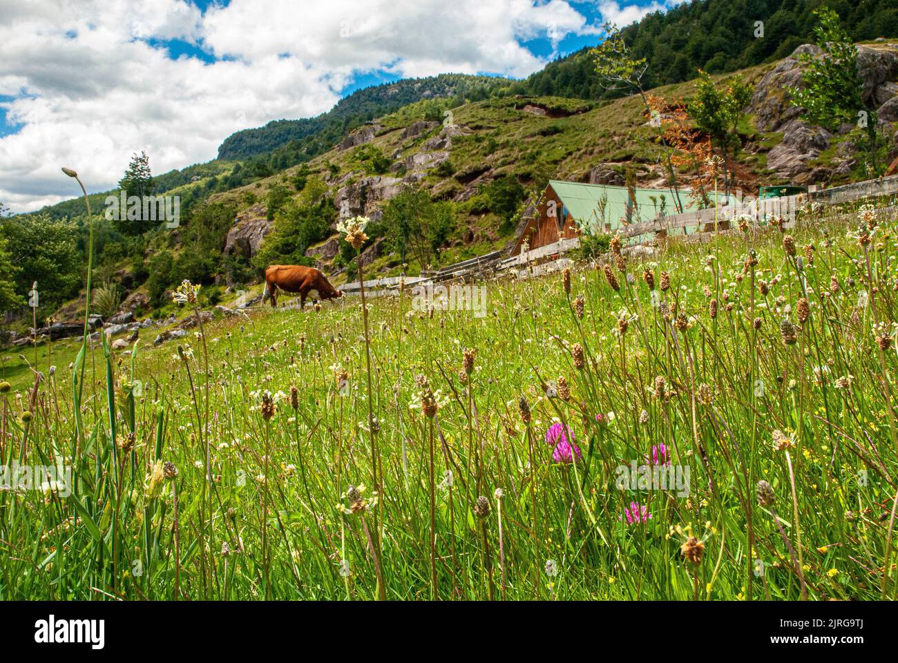 Patagonia landscape flower hi-res stock photography and images - Alamy