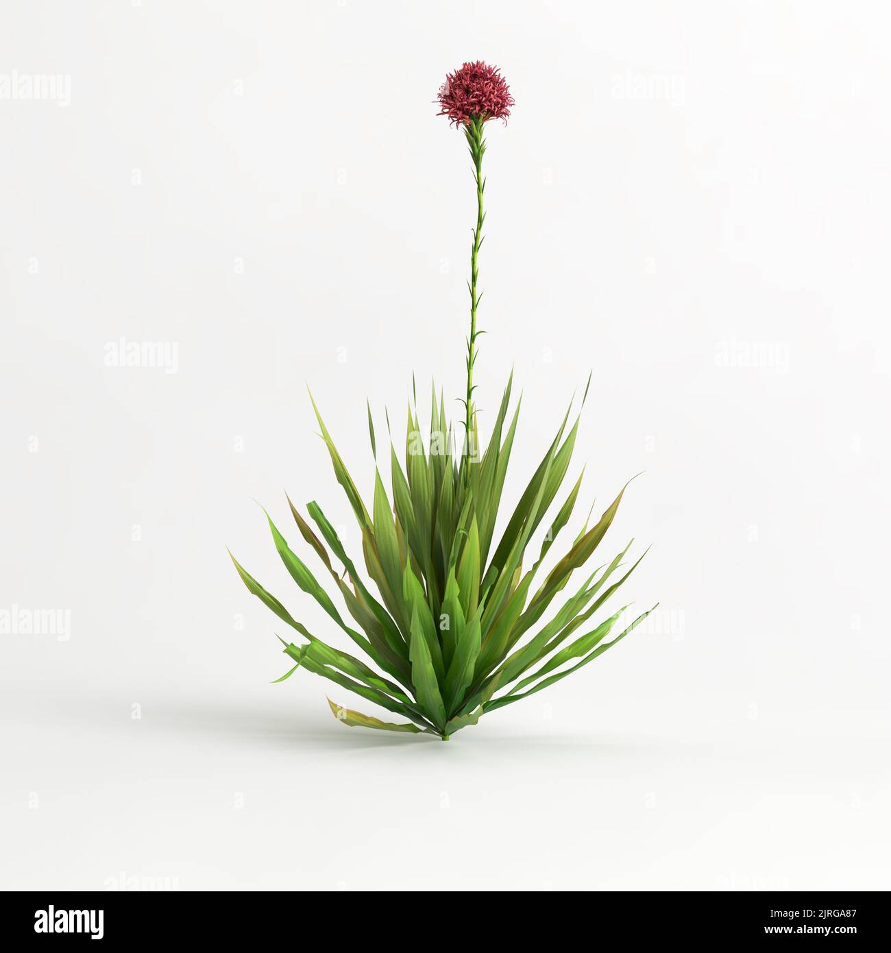 3d illustration of doryanthes excelsa bush isolated on white background ...