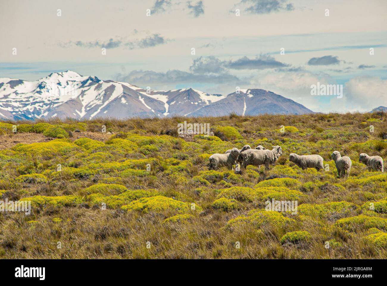 Patagonia argentina agriculture hi-res stock photography and images - Alamy