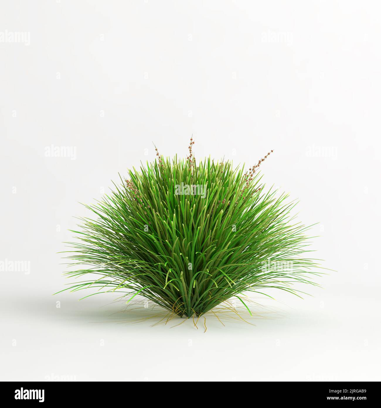 3d illustration of Lomandra lime tuff bush isolated on white background ...
