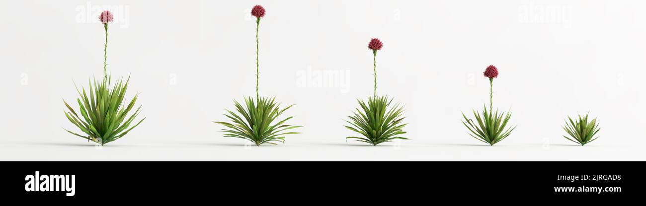 3d illustration of set doryanthes excelsa bush isolated on white ...