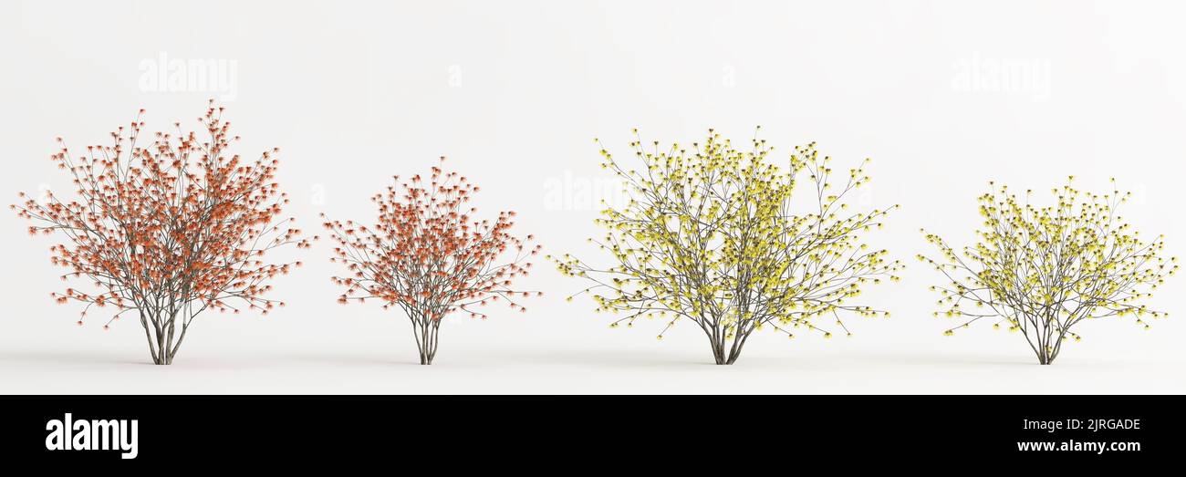 3d illustration of set hamamelis x intermedia tree isolated on white ...
