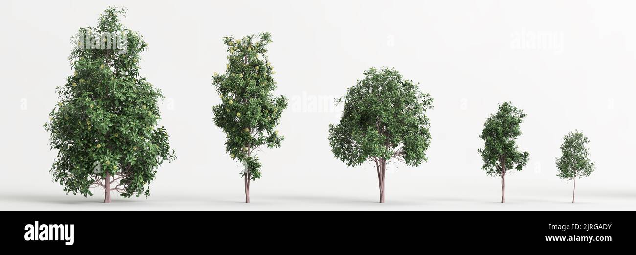 3d illustration of set Pittosporum Eugenioides tree isolated on white ...
