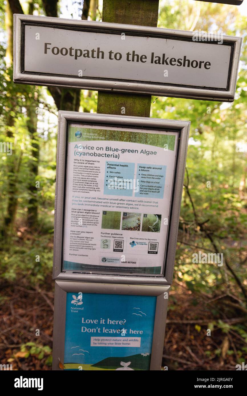 Lake Windermere Cumbria 24th August 2022 Advice warning signs of "Blue ...
