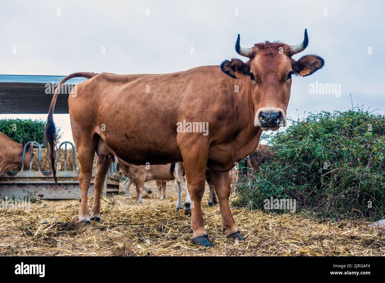 Large cattle livestock grazing in Asturias, Spain Stock Photo - Alamy