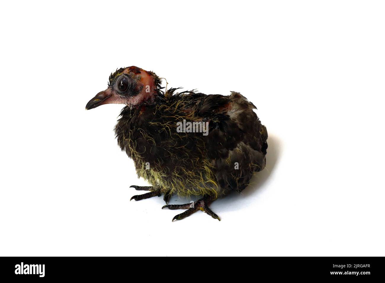 Pigeon chick (scientific name: Columba Livia) isolated on white ...