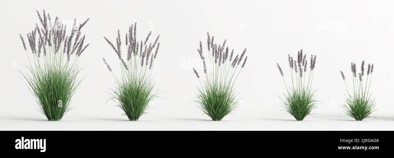 3d illustration of set molinia caerulea grass isolated on white ...