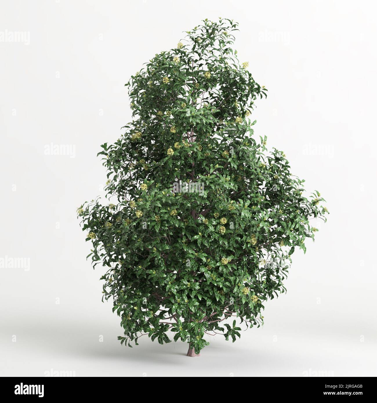 3d illustration of Pittosporum Eugenioides tree isolated on white ...