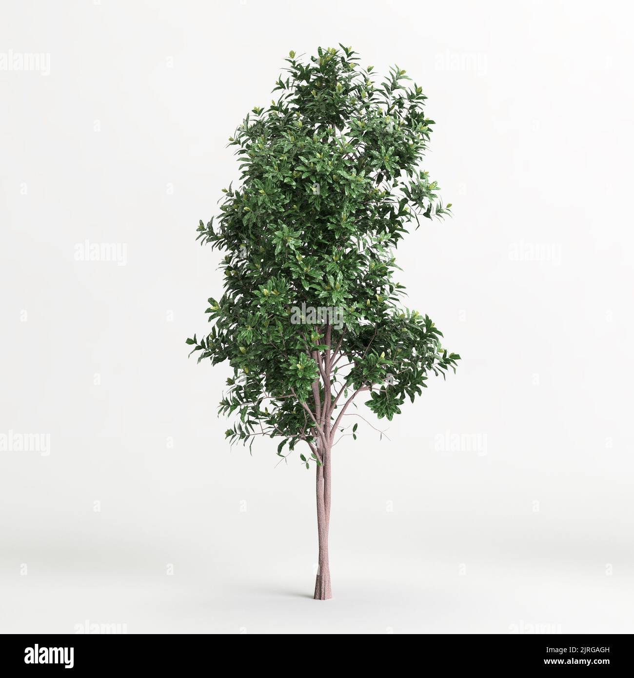 3d illustration of Pittosporum Eugenioides tree isolated on white ...