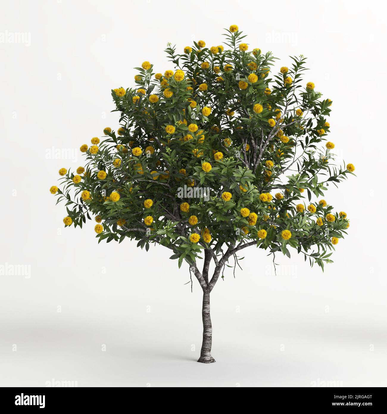 3d illustration of Xanthostemon chrysanthus tree isolated on white ...