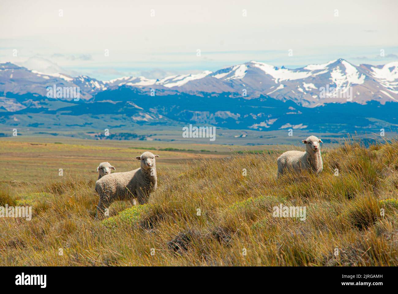 Sheep mountain landscape hi-res stock photography and images - Alamy