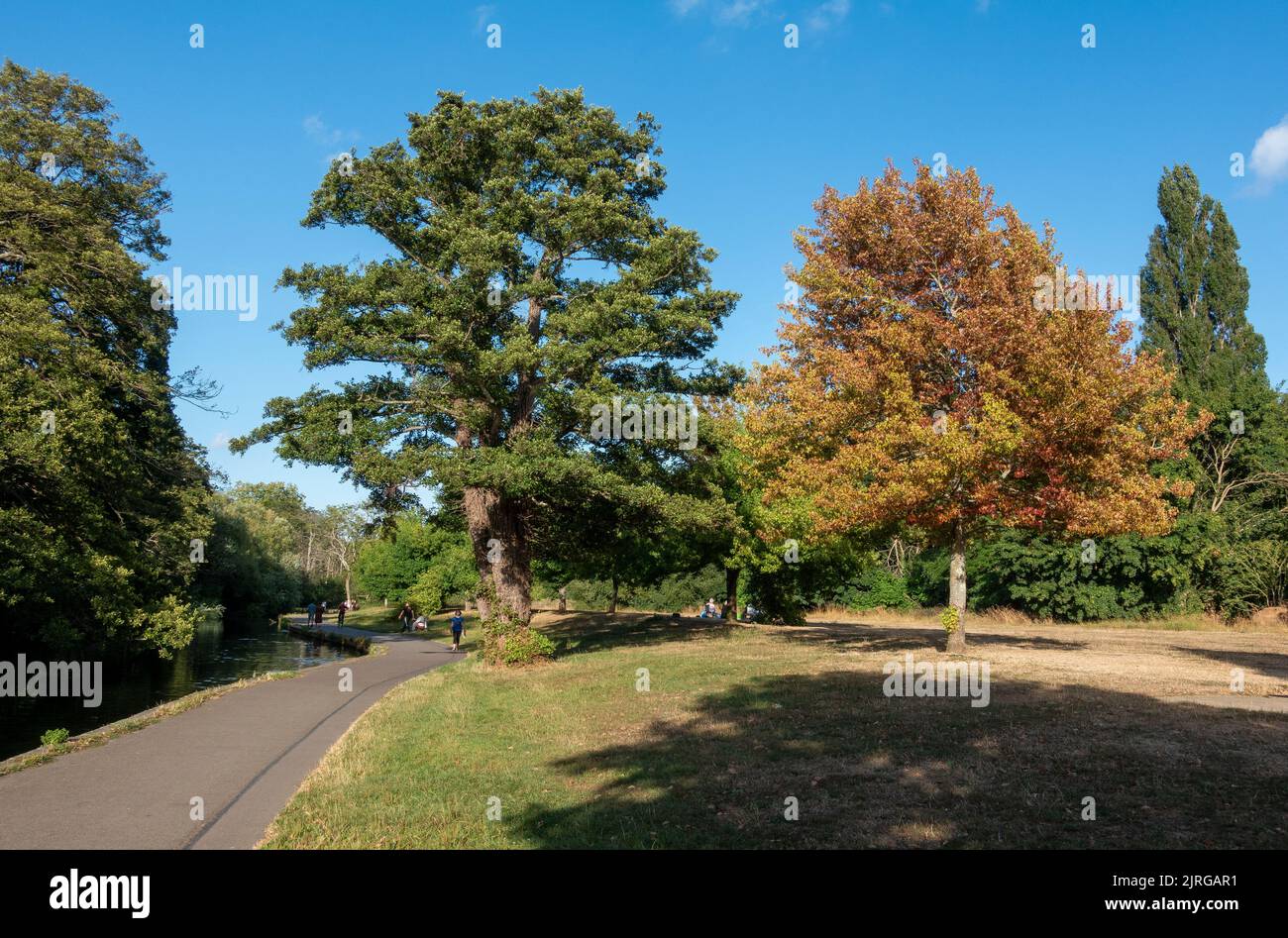 August 2022 trees are changing colour "false autumn" during the UK ...