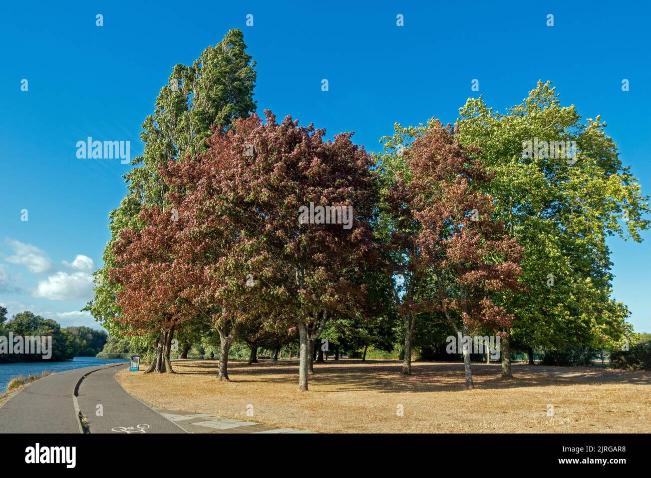 August 2022 trees are changing colour "false autumn" during the UK ...