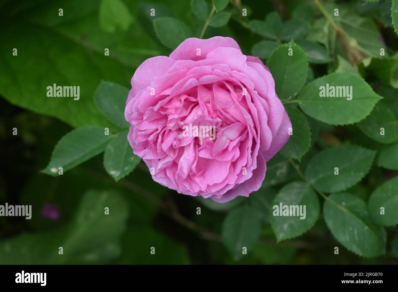 A closeup of a Mary Rose pink flower and its leaves Stock Photo - Alamy