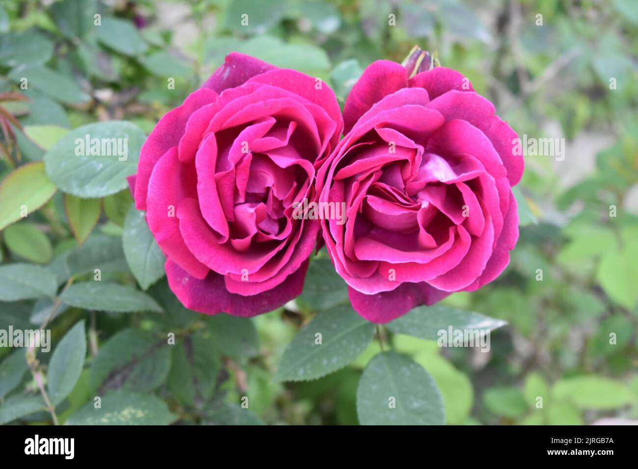 Two red roses hi-res stock photography and images - Alamy