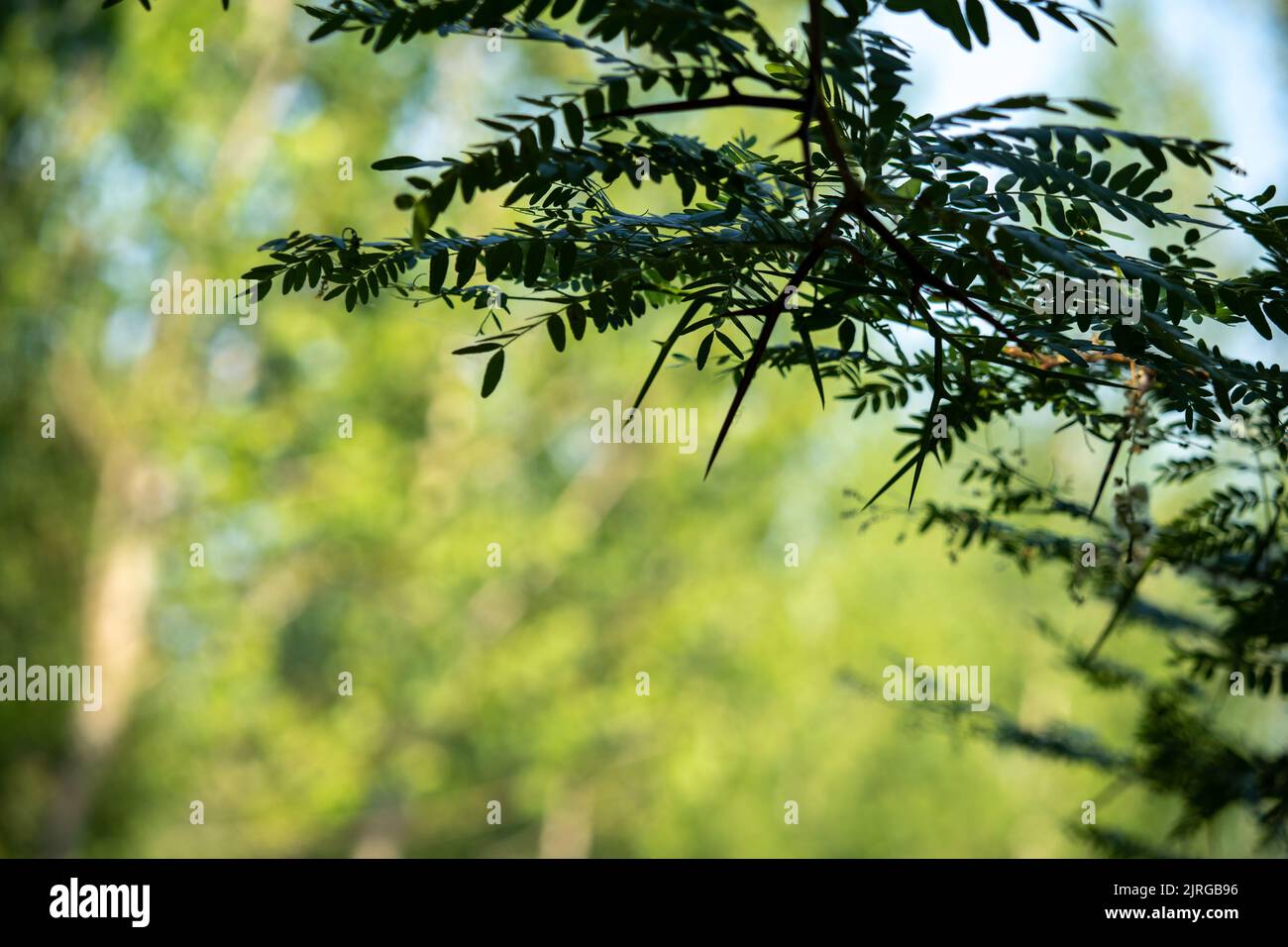 A closeup of common acacia tree branches against a blurred green ...