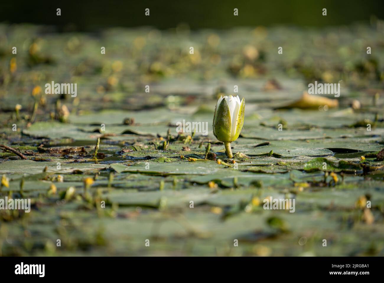A closeup of a small water lily in a lake with marine plants Stock ...
