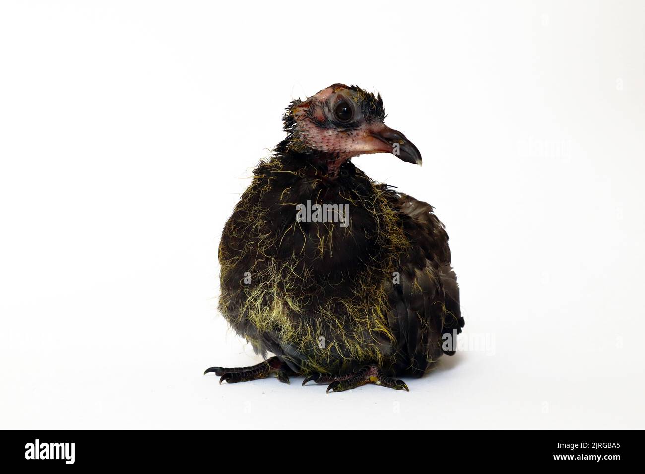 Pigeon chick (scientific name: Columba Livia) isolated on white ...