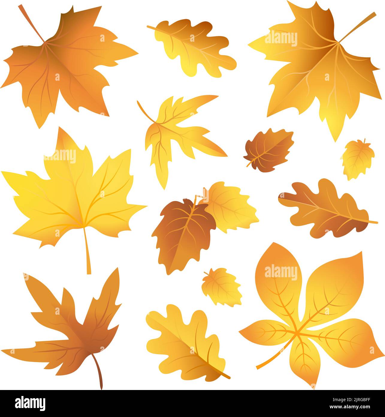 golden autumn leaves maple vector Stock Vector Image & Art - Alamy