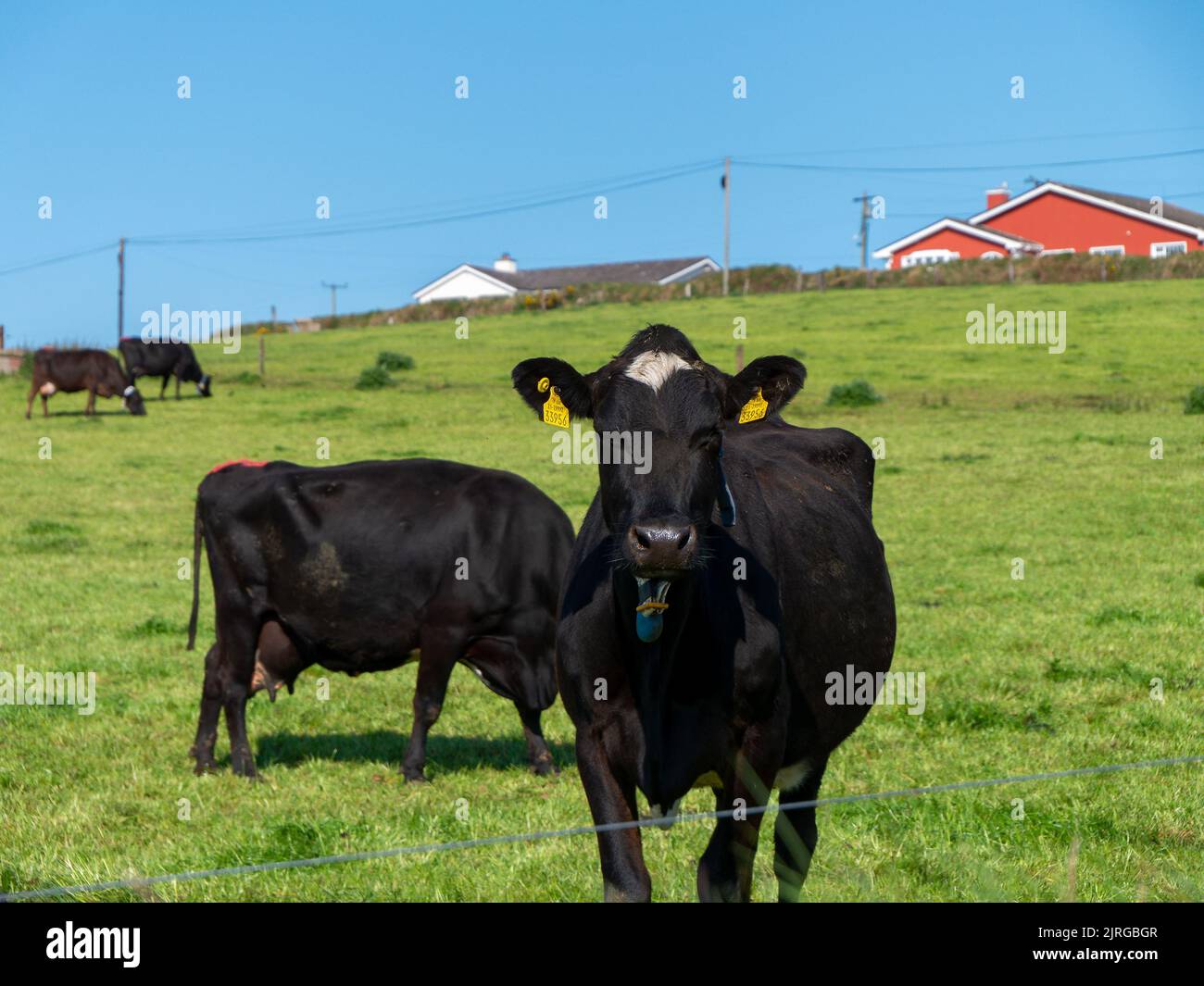 Cattle neck hi-res stock photography and images - Alamy