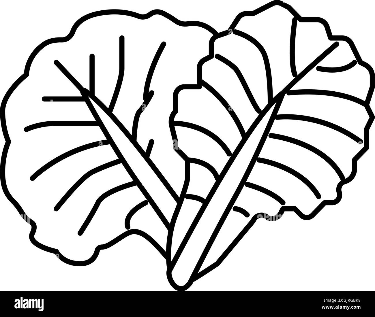 leaf cabbage line icon vector illustration Stock Vector Image & Art - Alamy