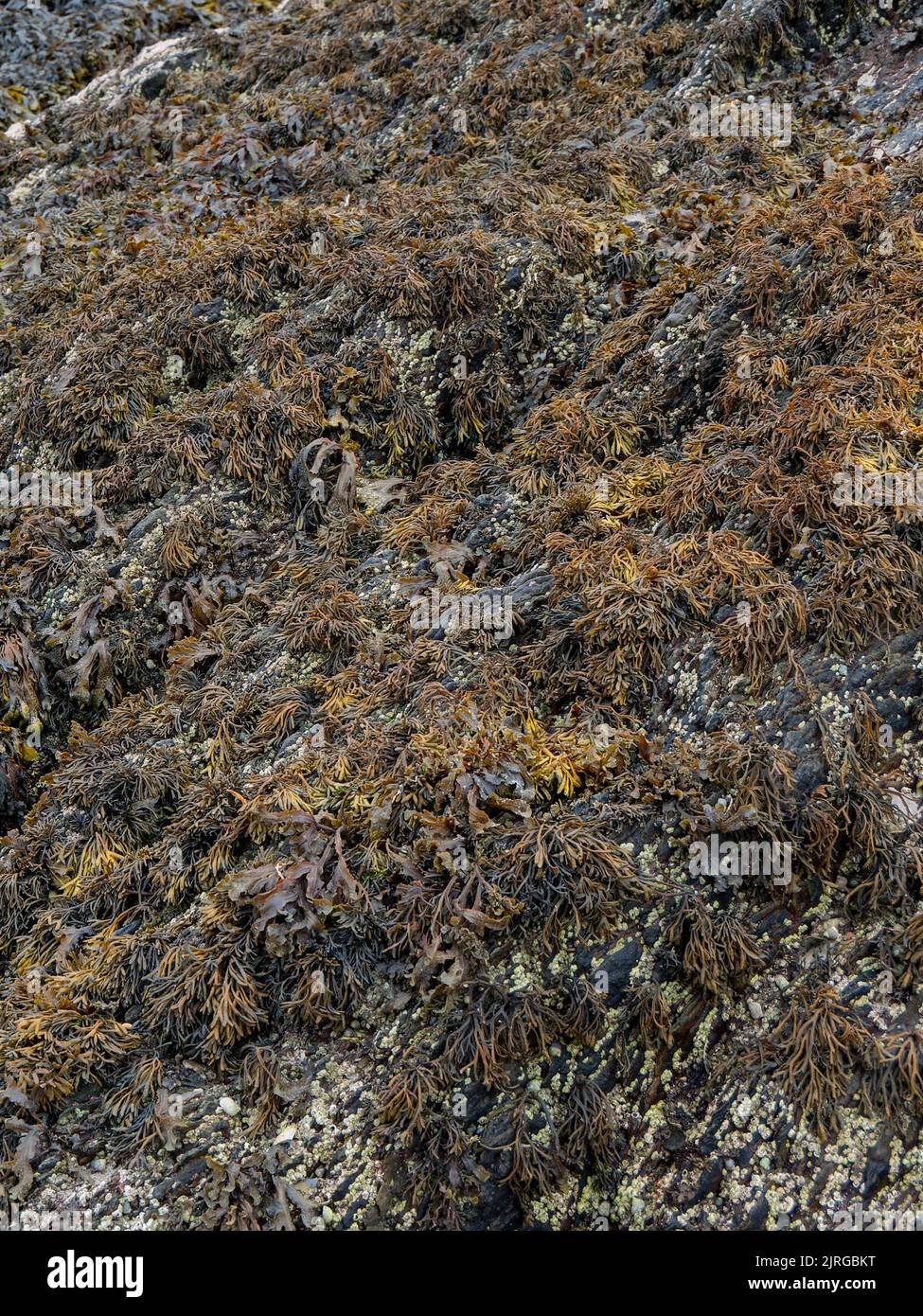 Many brown algae grow on the surface of the coastal rock. Background ...