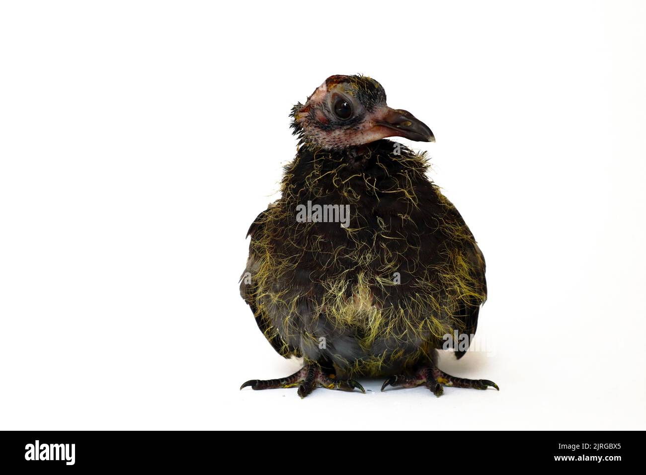 Pigeon chick (scientific name: Columba Livia) isolated on white ...