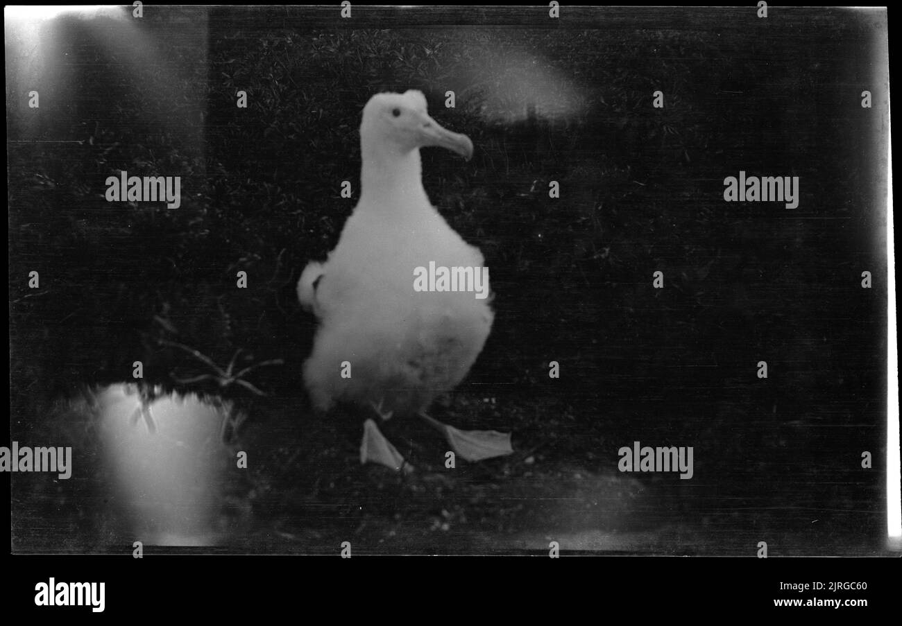 Nesting grounds of the Royal Albatross on Forty-Fours Islets, Chatham ...