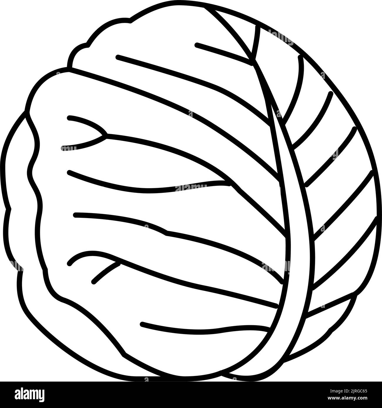 white cabbage line icon vector illustration Stock Vector Image & Art ...