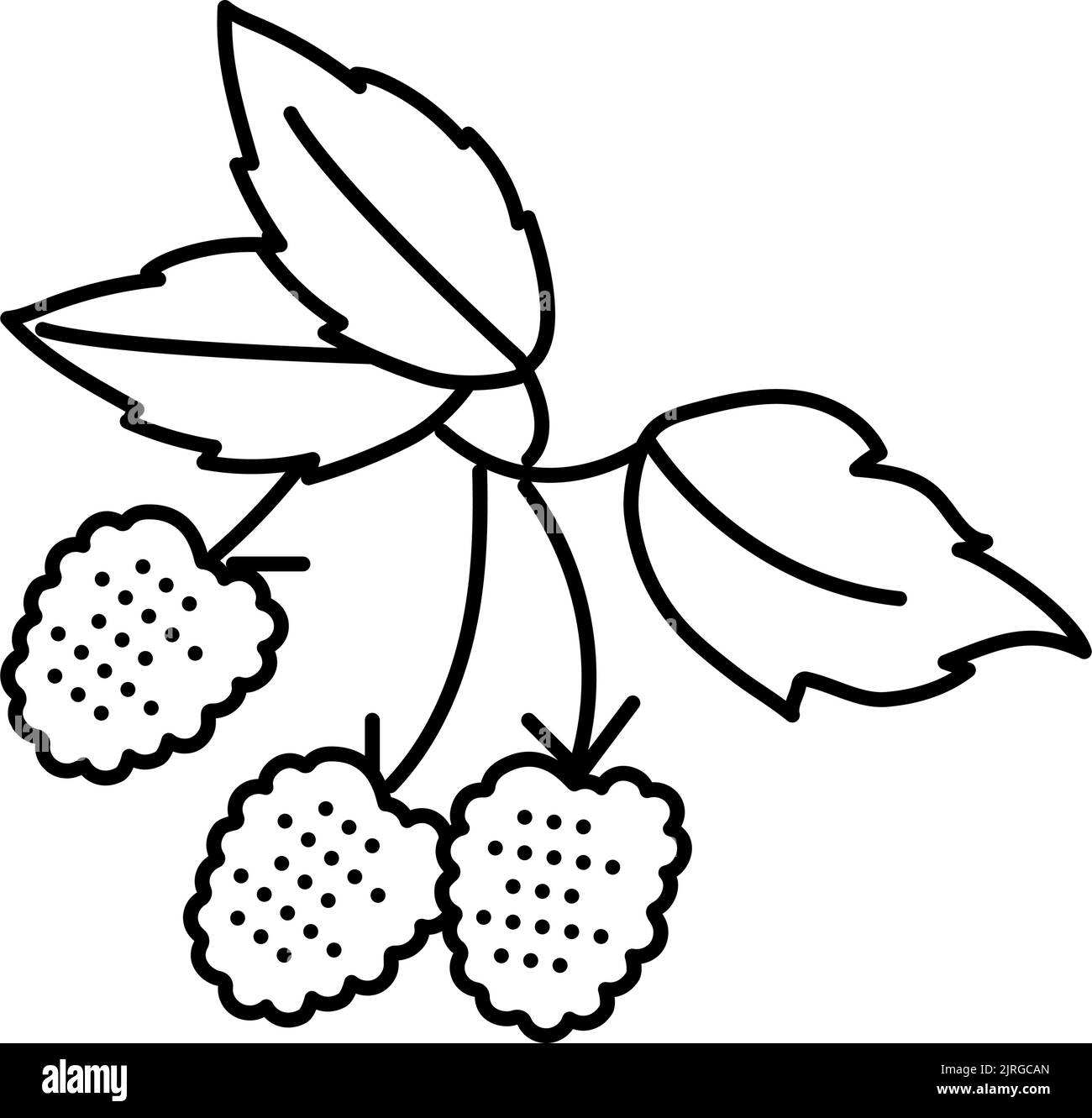 raspberry plant delicious line icon vector illustration Stock Vector ...