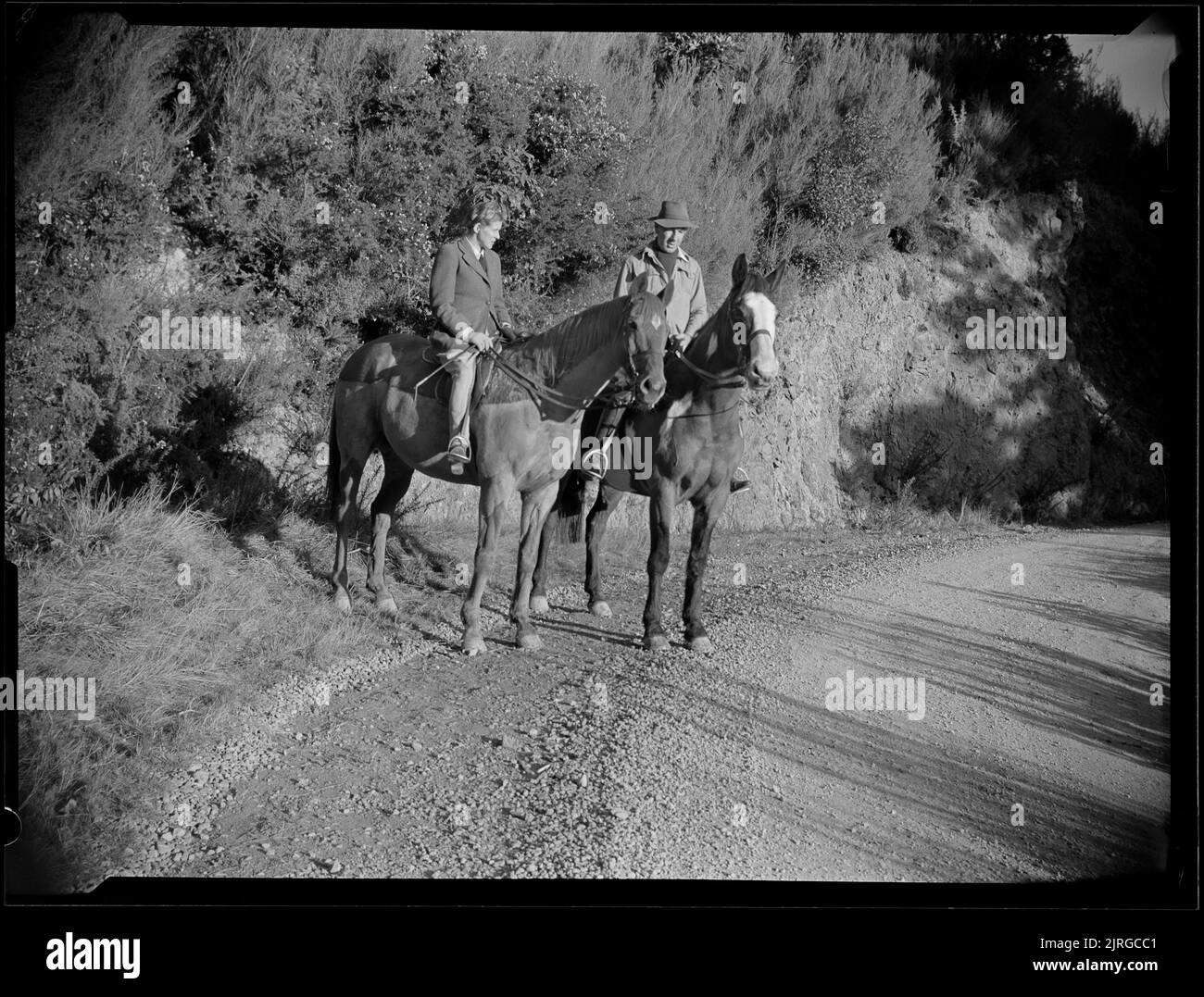 Bertrams horses hi-res stock photography and images - Alamy