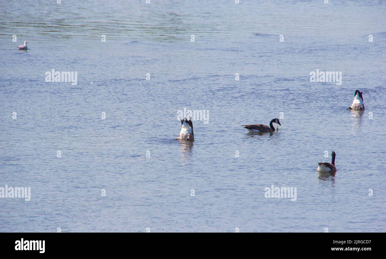 Birds beaks and feeding hi-res stock photography and images - Alamy