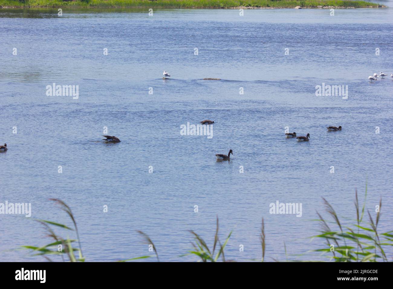 Animals mountains water birds hi-res stock photography and images - Alamy