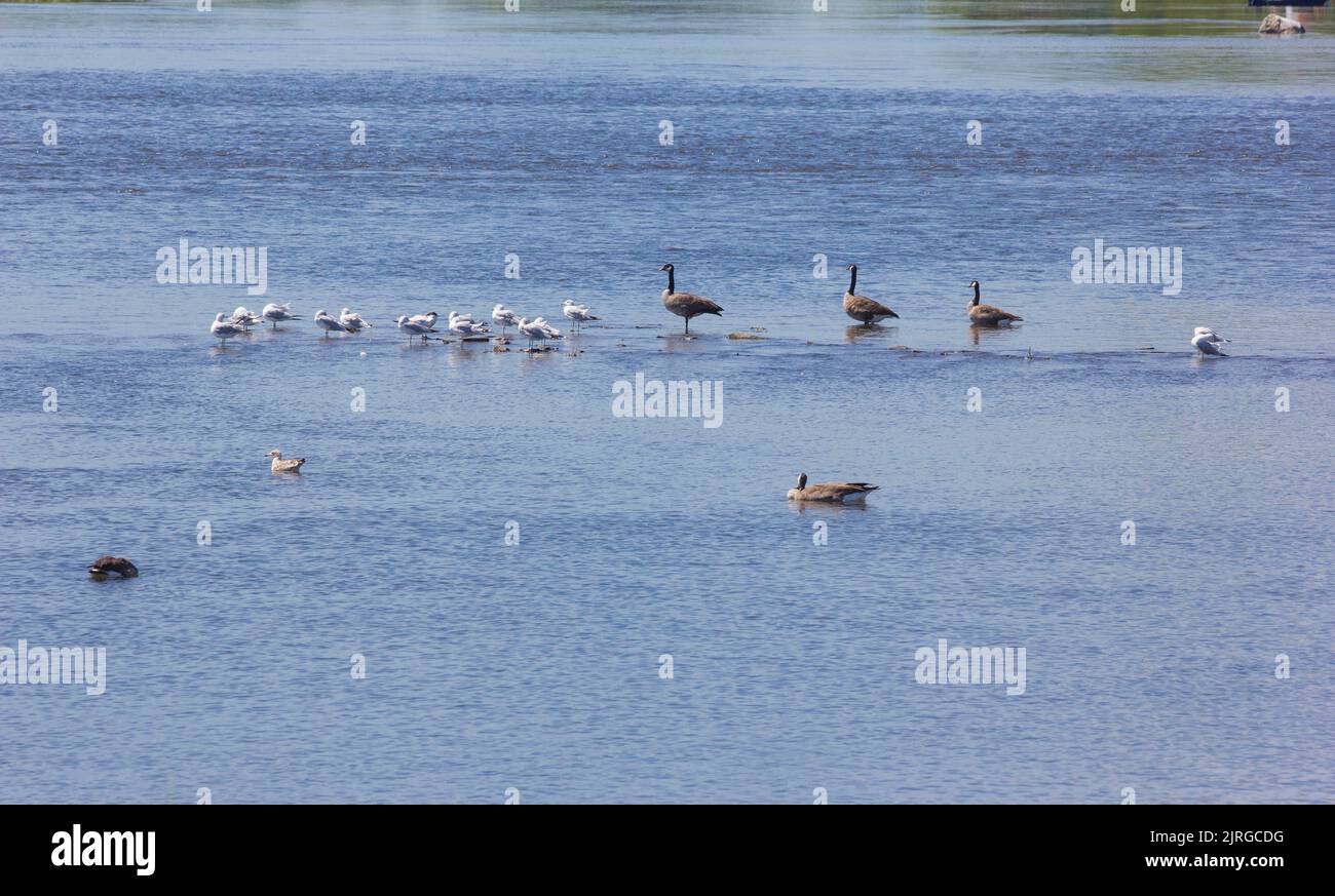 Birds in the lake on a summer day Stock Photo - Alamy