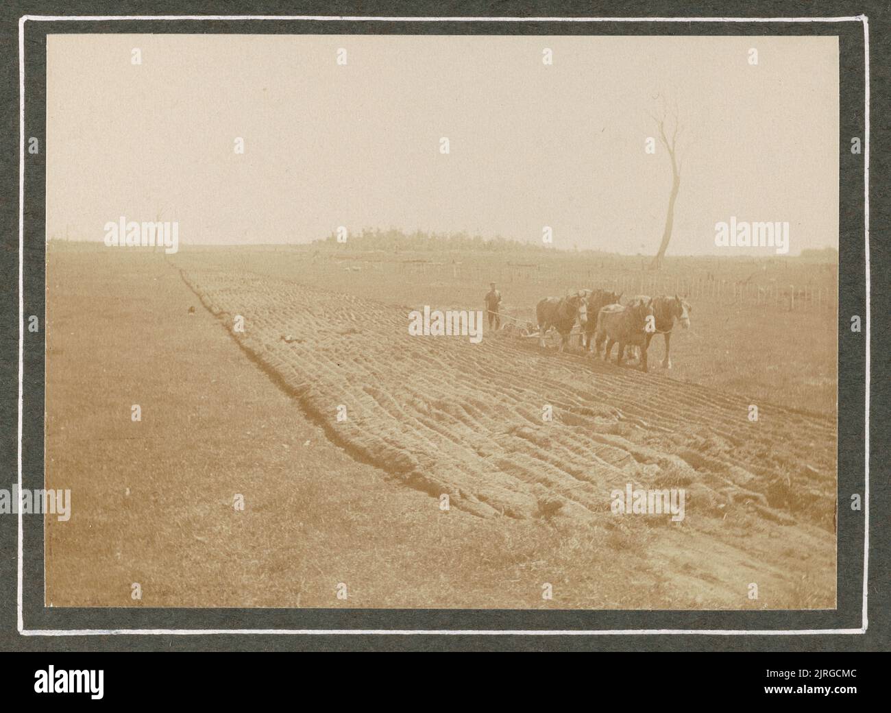 Charlie Lang ploughing McDonald paddock, 1 December 1908. From the ...