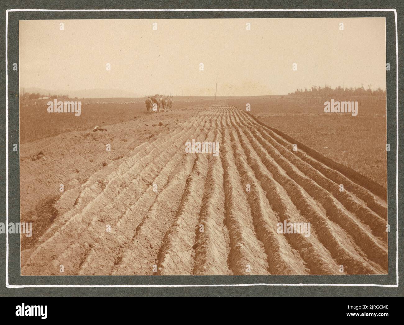 Charlie Lang ploughing McDonald paddock, 1 December 1908. From the ...