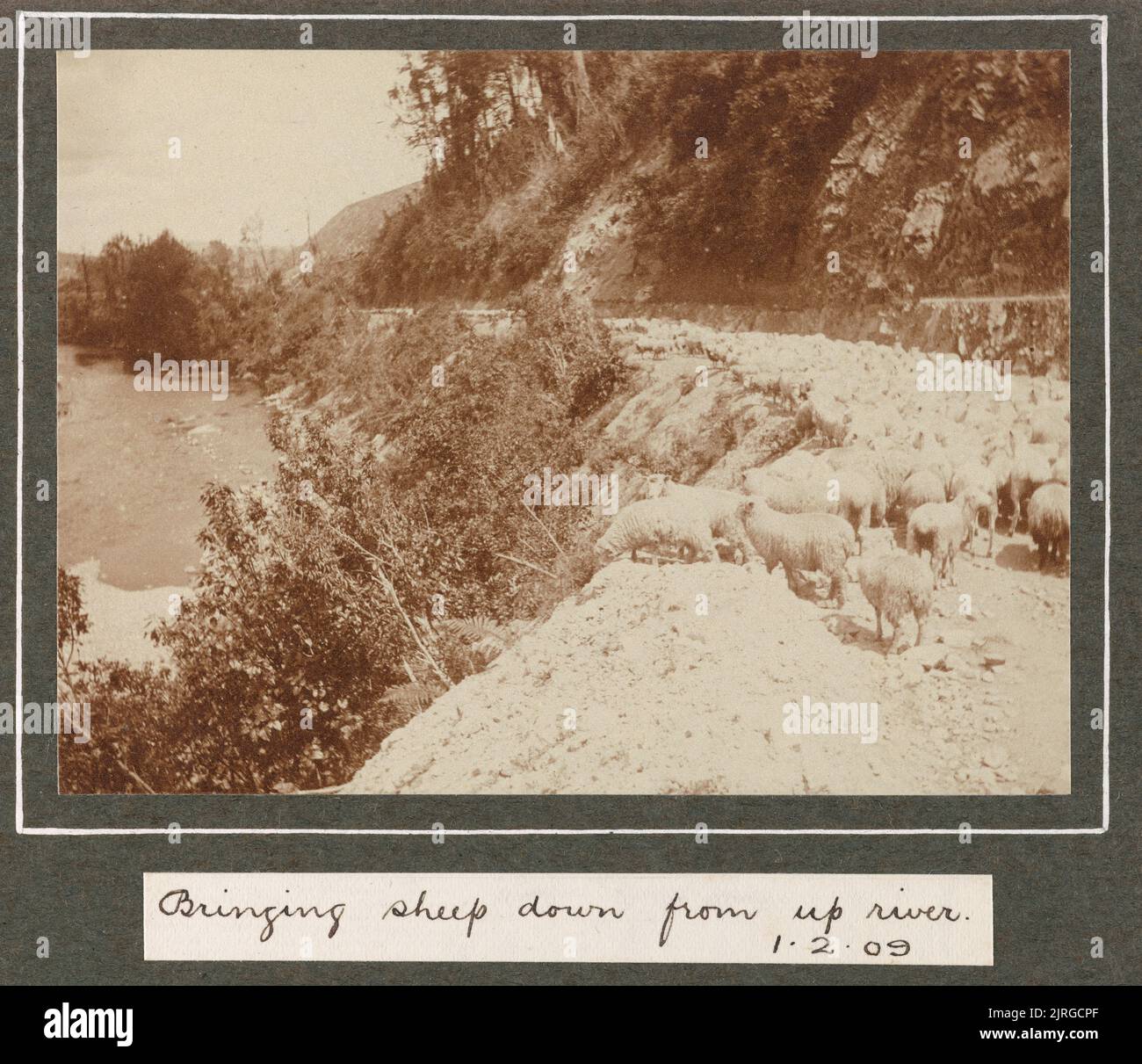 Bringing sheep down from up river, 1 February 1909. From the album ...