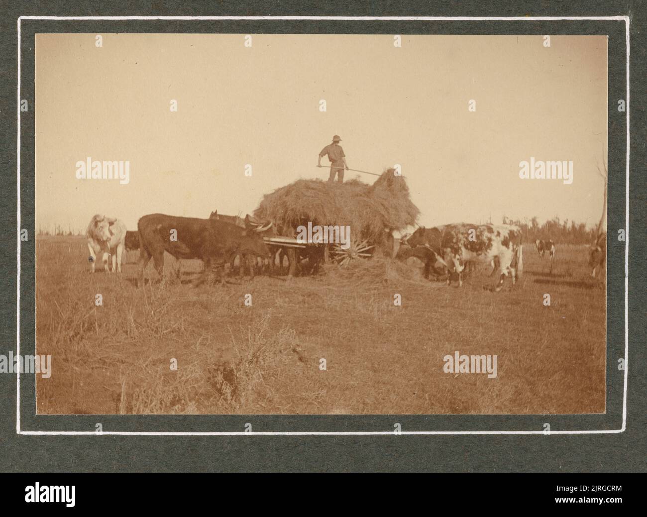 Cattle in McDonald paddock in winter, 24 July 1909. From the album ...