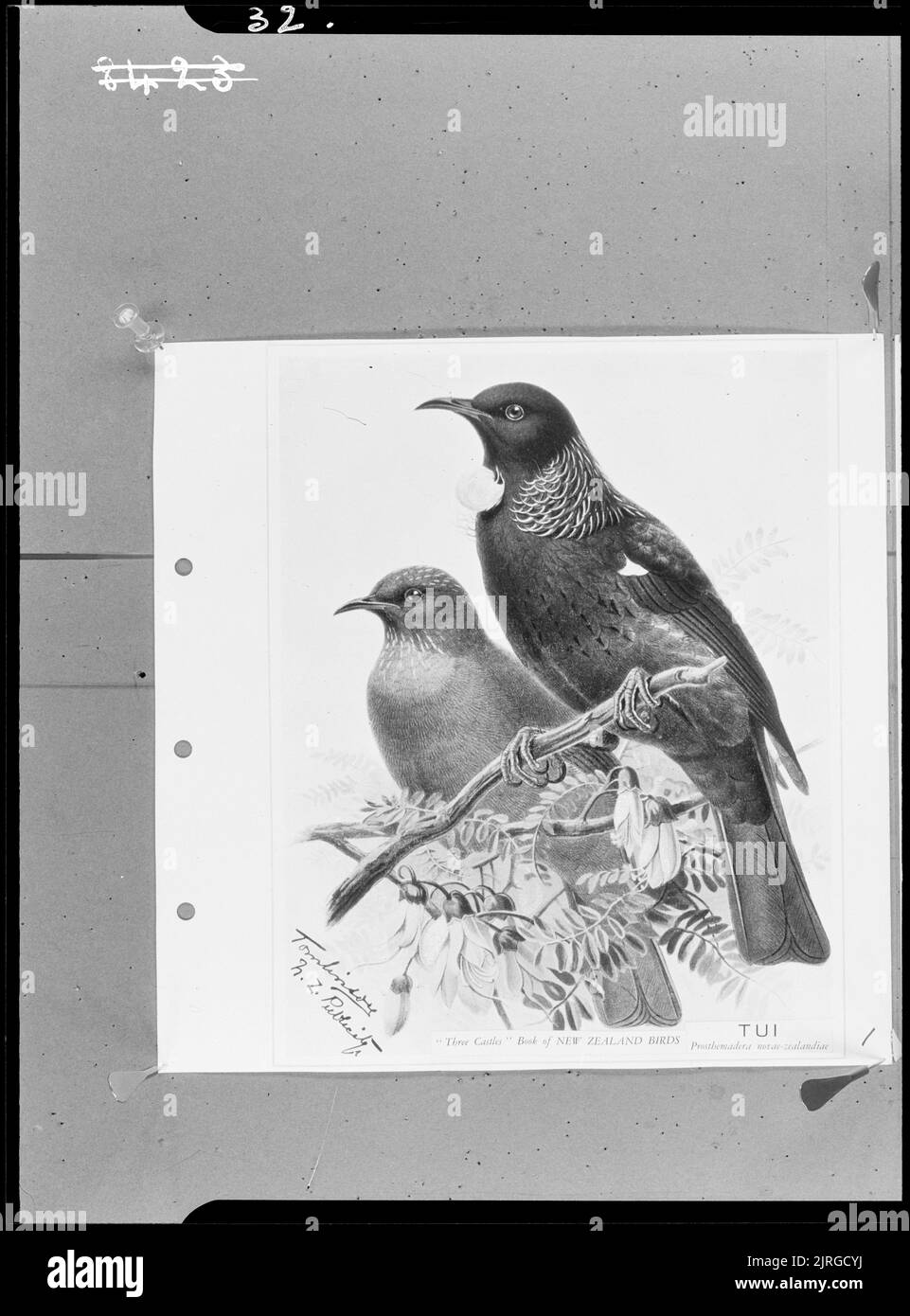 Tui (Prosthemadera novaeseelandiae), by Francis Ernest Tomlinson ...
