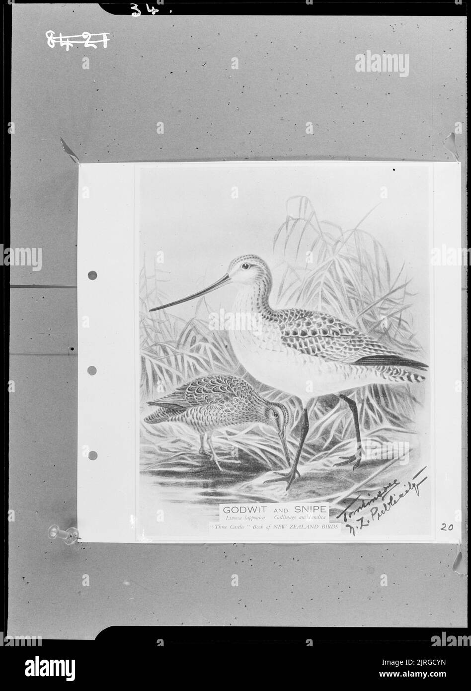 Godwit (Limosa lapponicia) and Snipe (Gallinago aucklandia), by Francis ...