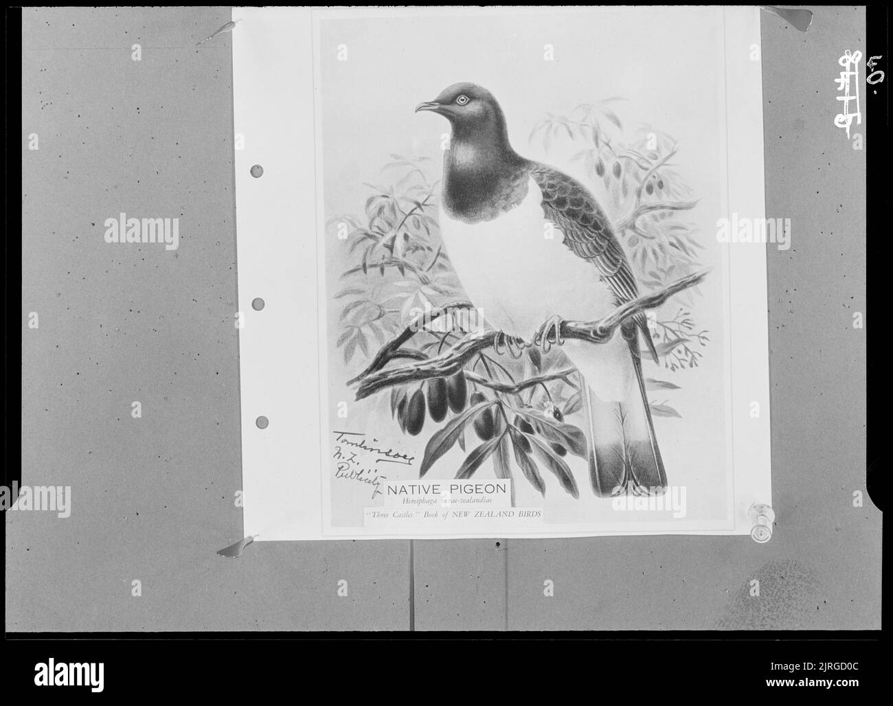 Native pigeon (Hemiphaga novae-zelandiae), by Francis Ernest Tomlinson ...