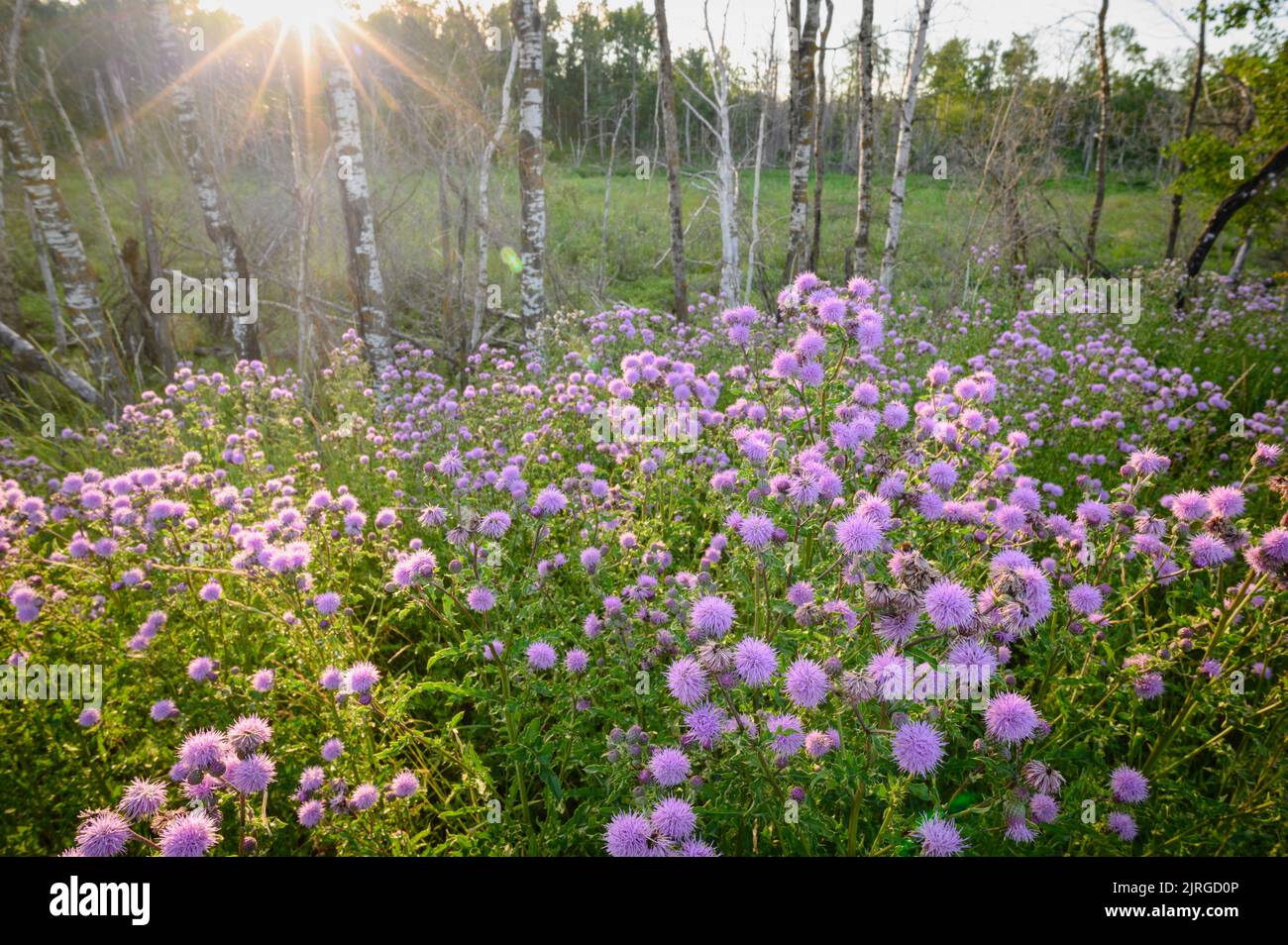 Canada Thistle, Cirsium arvense, in the boreal forest, Alberta, Canada ...