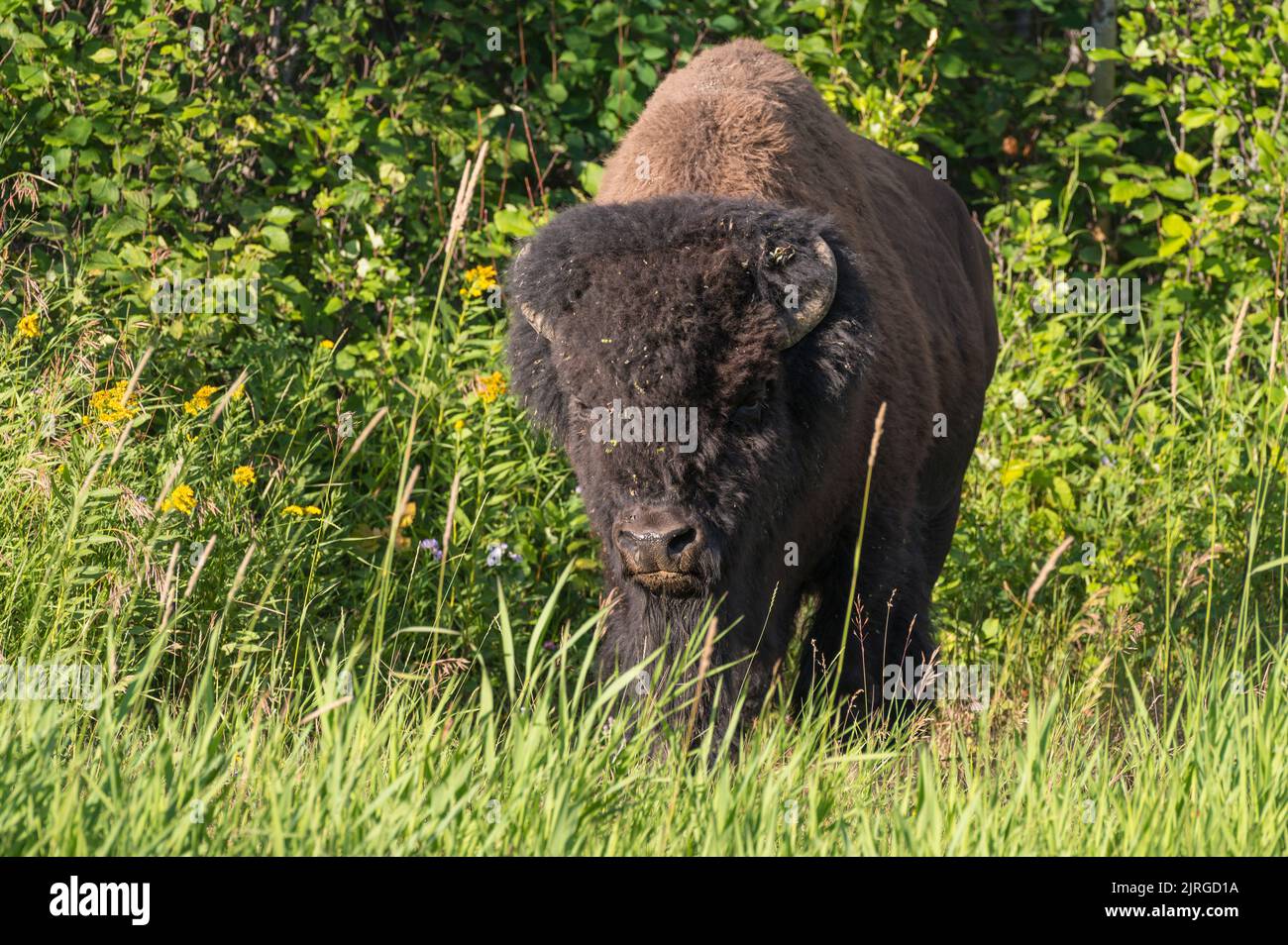 Large male plains bison (bison bison) in a summer meadow, Elk Island ...